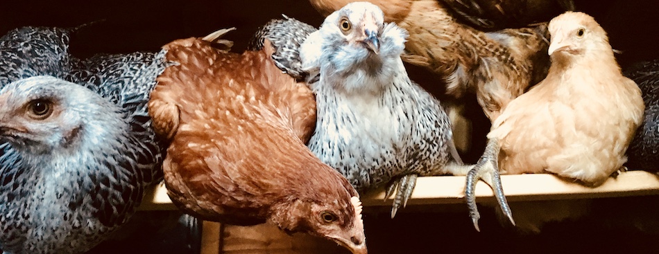 Doubting Thomas and the Great Theological Chicken Dance | The United ...